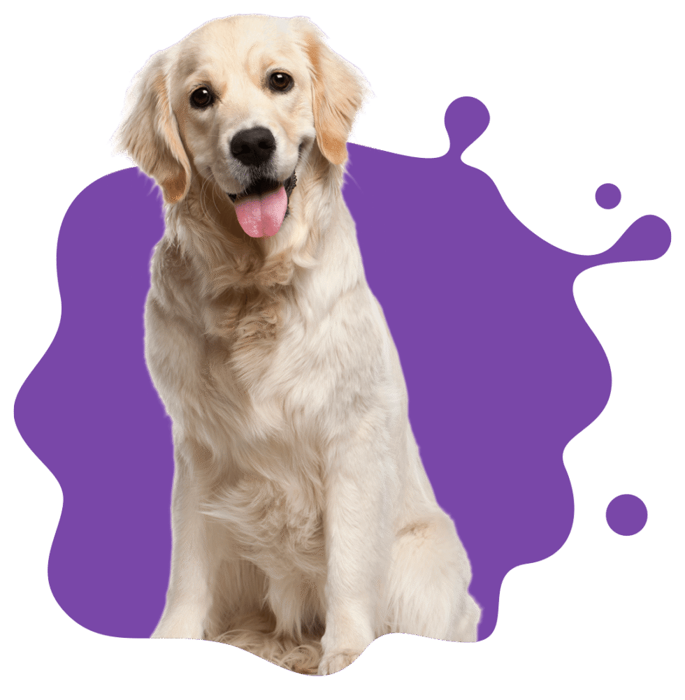 Second Chance Pet Adoptions: Giving Every Pet a Fresh Start - Noetic Brands